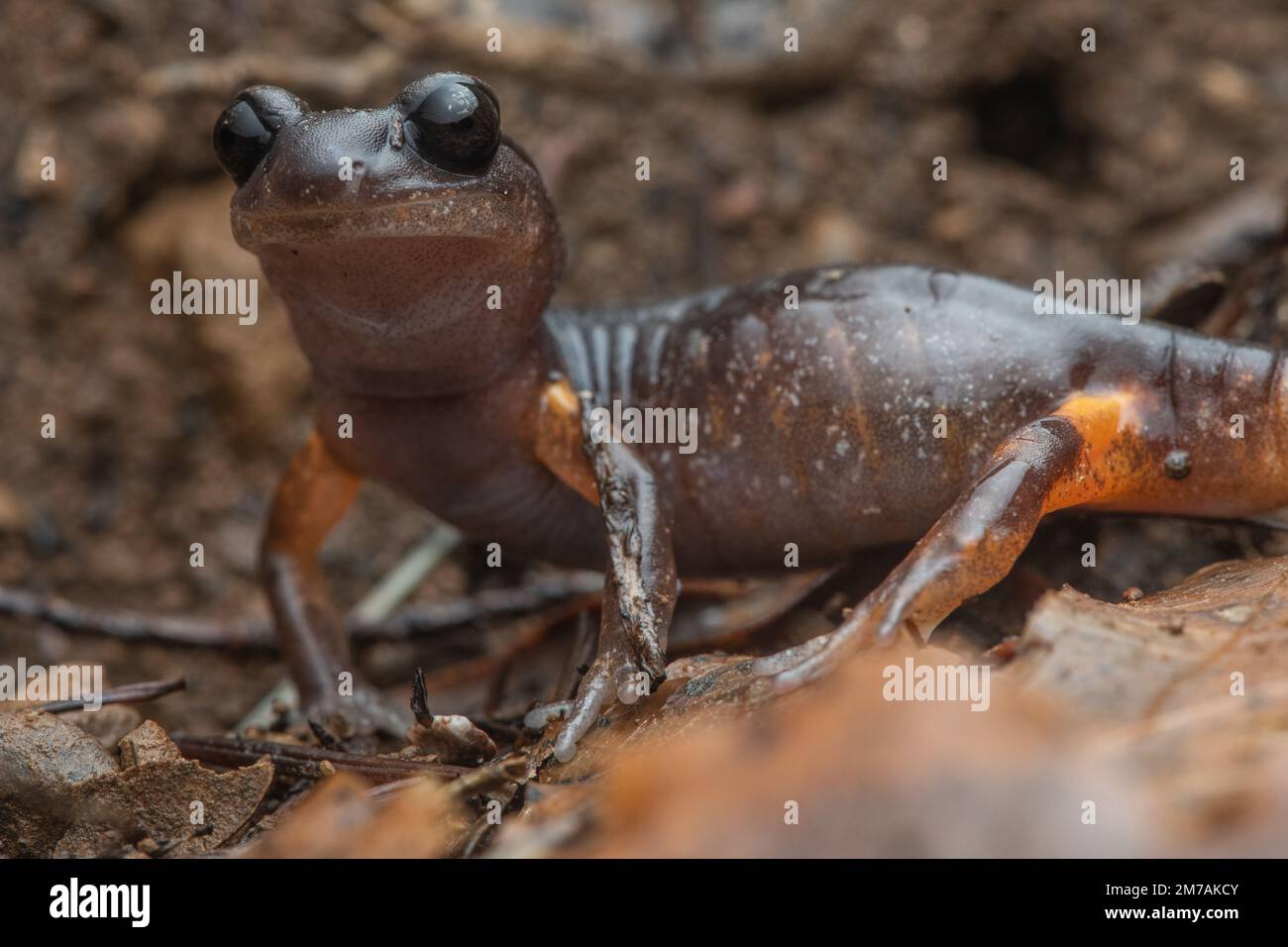 A close up macro portrait of an Ensatina salamander, an amphibian from ...