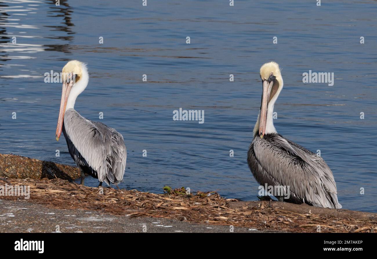 Two brown pelicans standing on the edge of Lake Woodlands in Texas ...