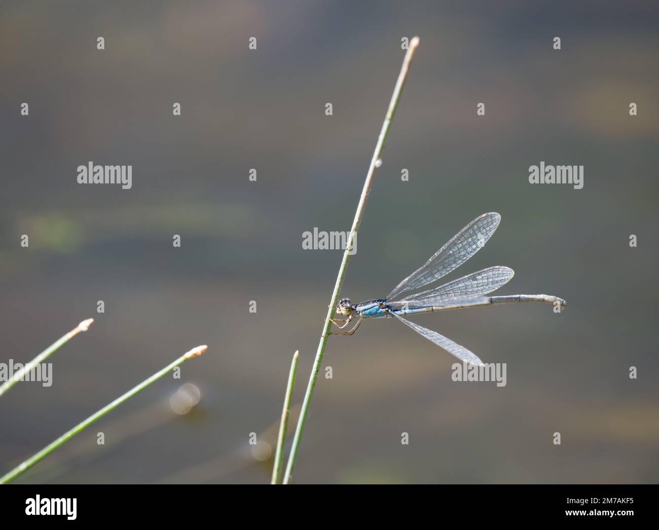 Windblown Azure bluet or Coenagrion puella dragonfly hanging on a plant ...