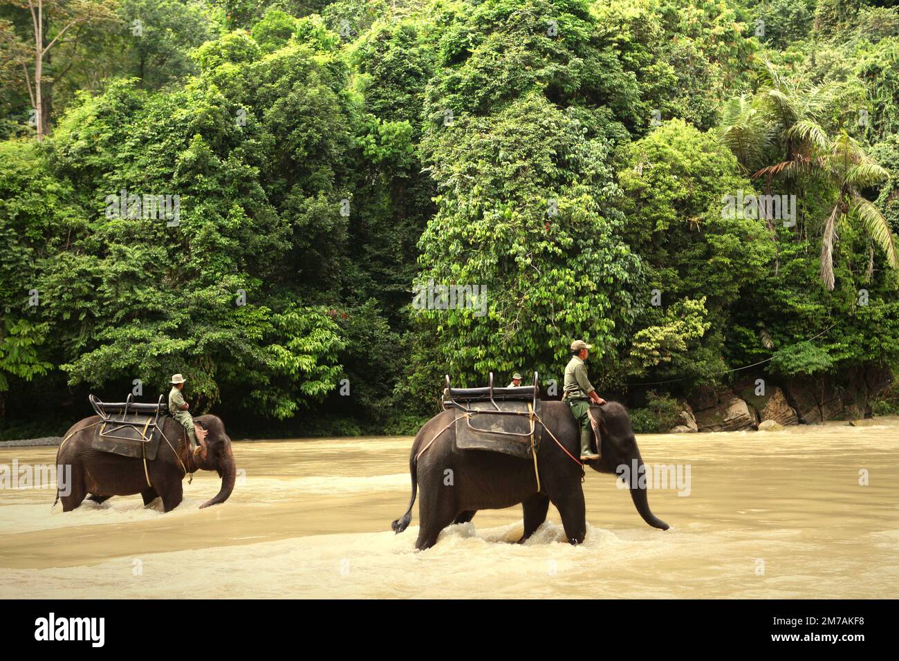 Elephant forest patrol hi-res stock photography and images - Alamy