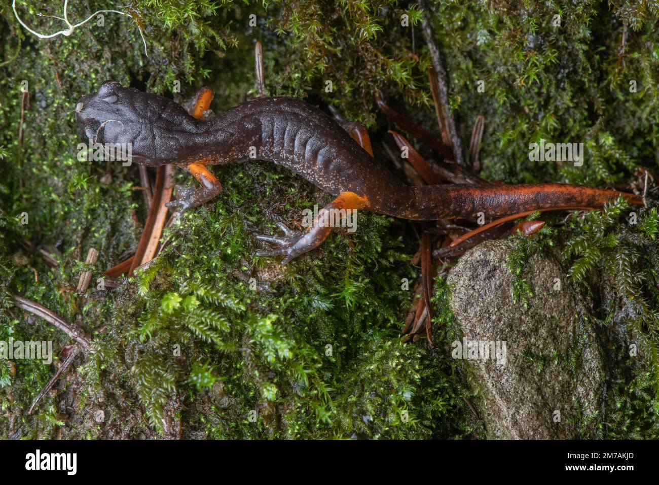 A juvenile Ensatina salamander, an amphibian from Northern California ...