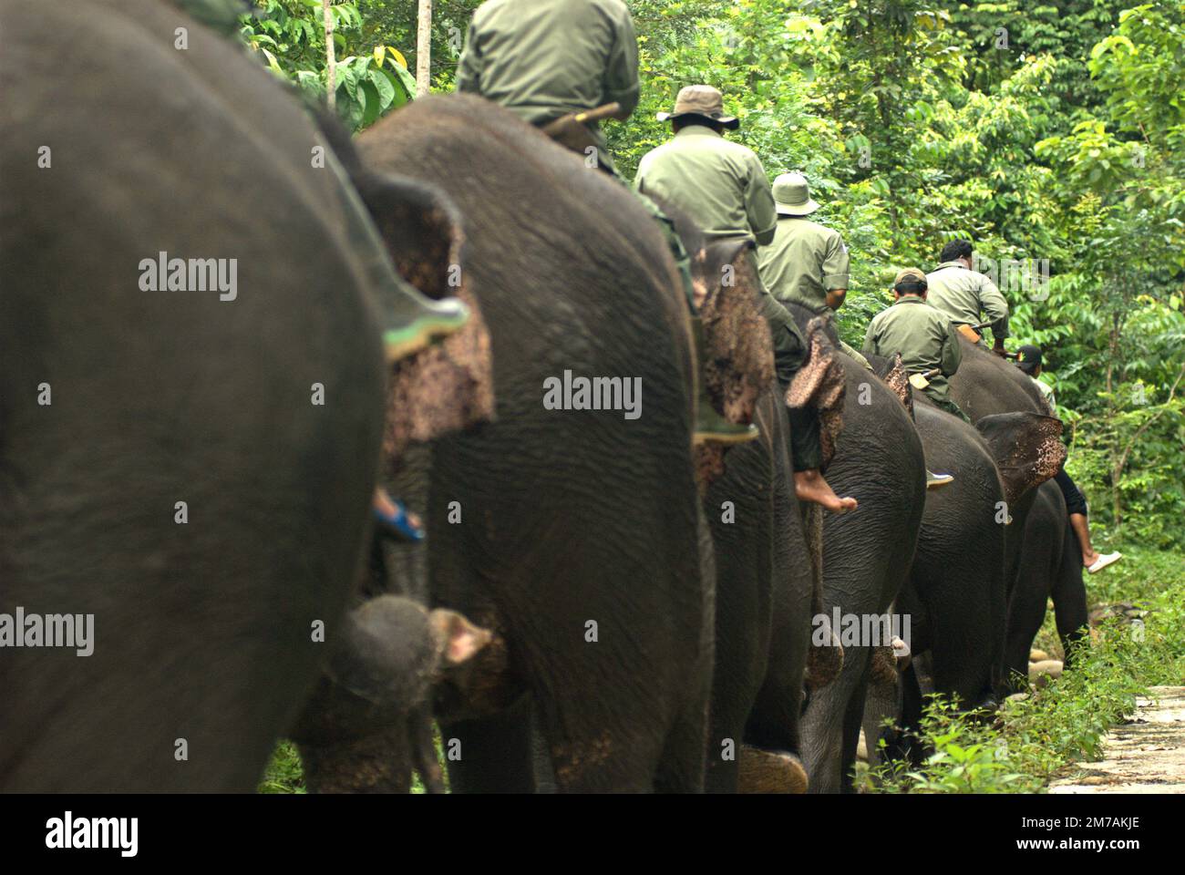 Rangers of Gunung Leuser National Park are riding Sumatran elephants in ...