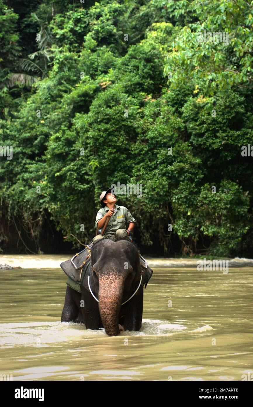 A ranger of Gunung Leuser National Park is riding Sumatran elephant on ...
