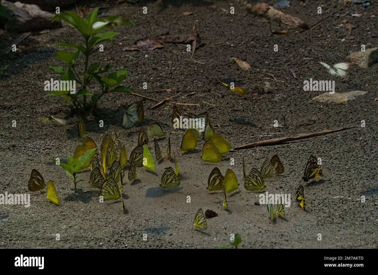 wild butterflies in the forest Stock Photo - Alamy