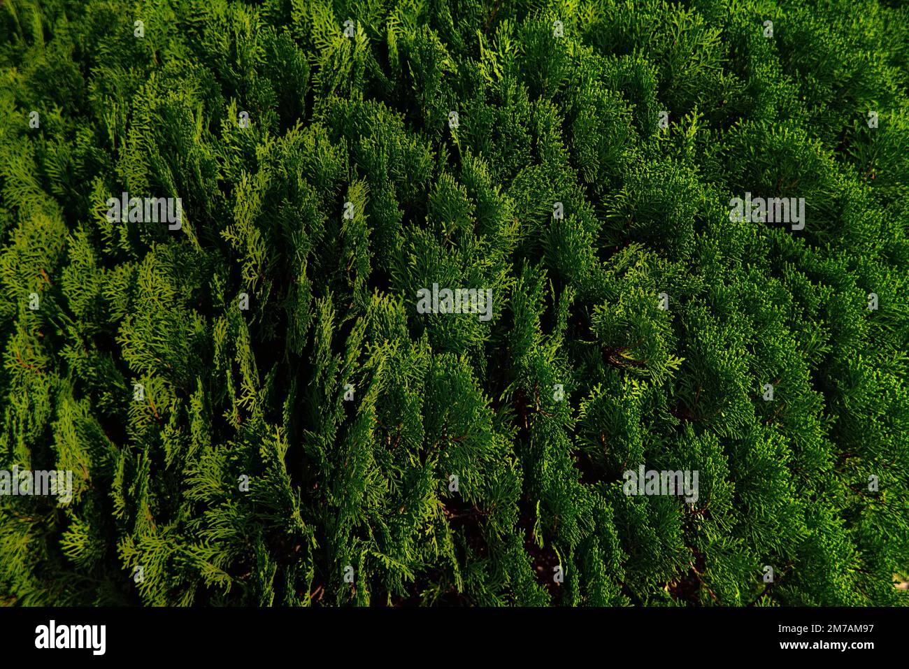 juniper green foliage Stock Photo - Alamy