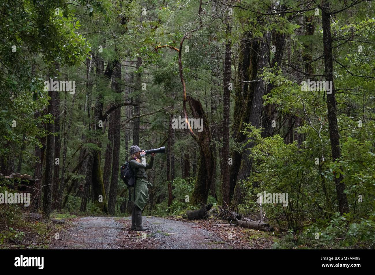 A female nature photographer alone in the forest with her camera raised ...