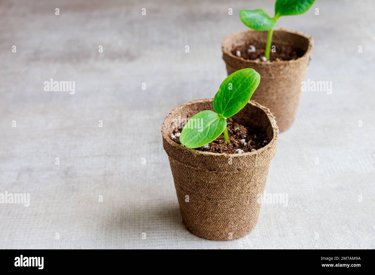 In a pot, young zucchini seedlings grow Stock Photo - Alamy
