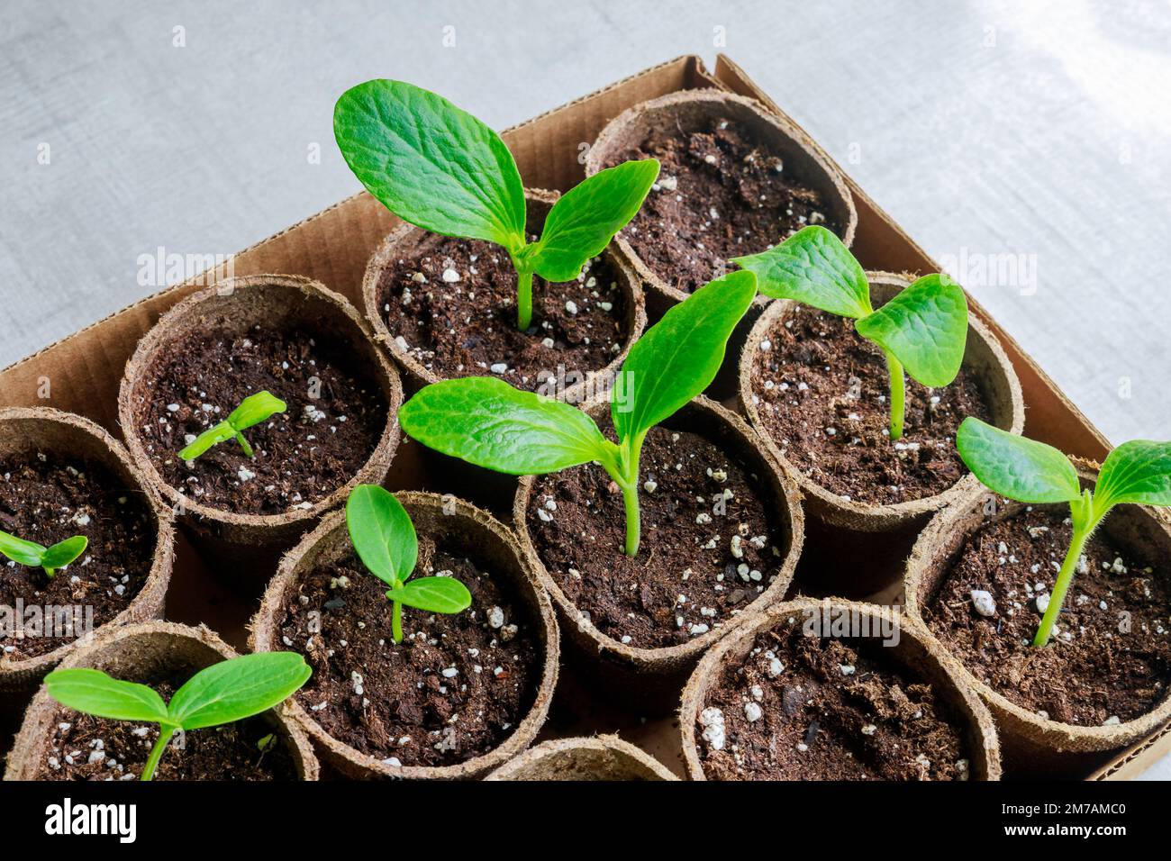 Zucchini seedlings growing in a pot Stock Photo - Alamy