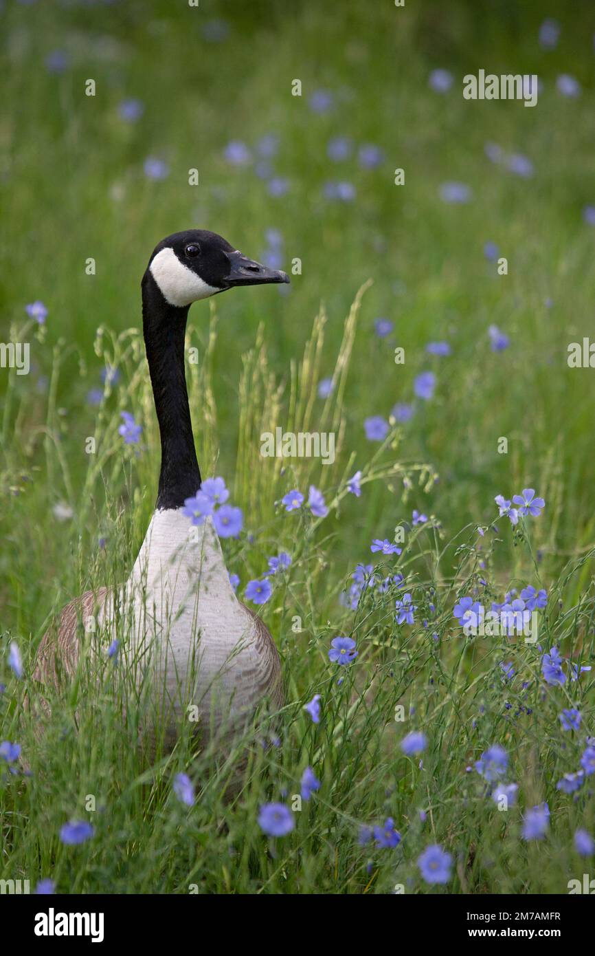 Canada goose in a grassy meadow with wild blue flax flowers in spring ...