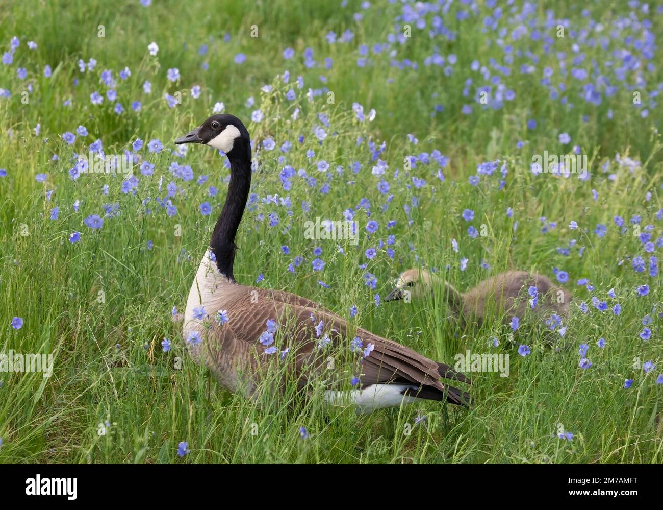 Canada geese, parent bird and gosling in a meadow with wild blue flax ...