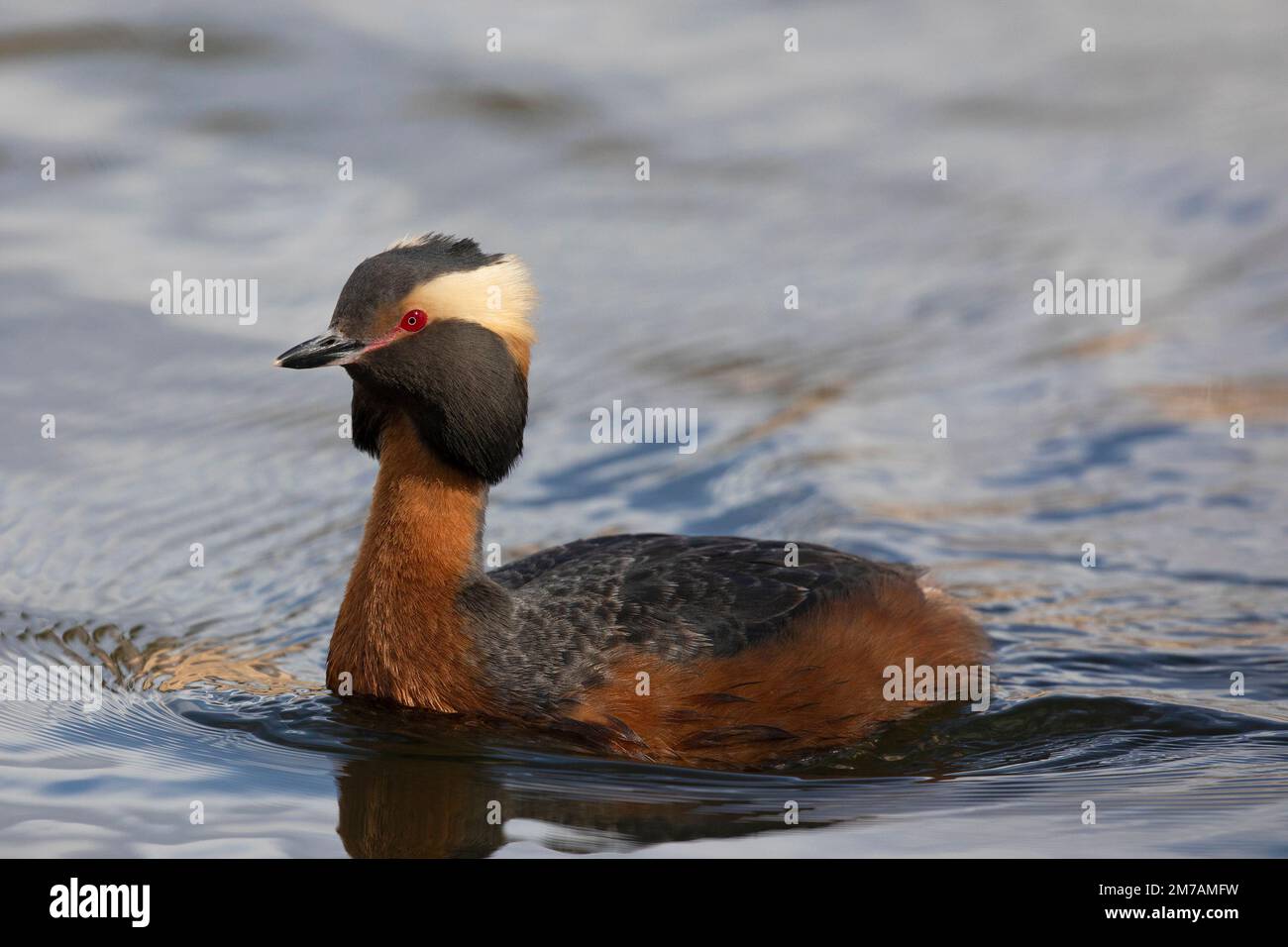 Horned grebe portrait in breeding plumage in an Alberta wetland, Canada ...