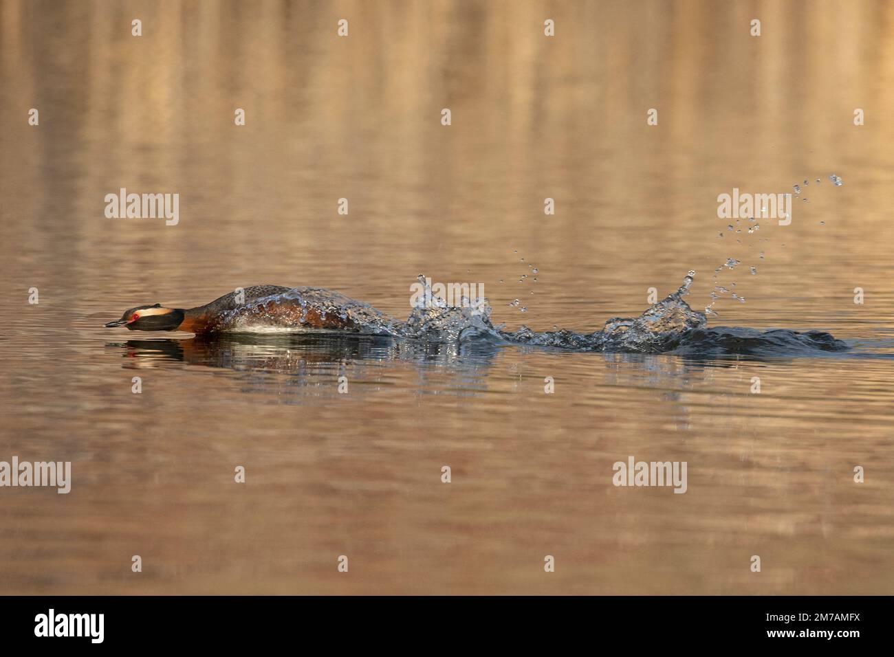 Chase in water hi-res stock photography and images - Alamy
