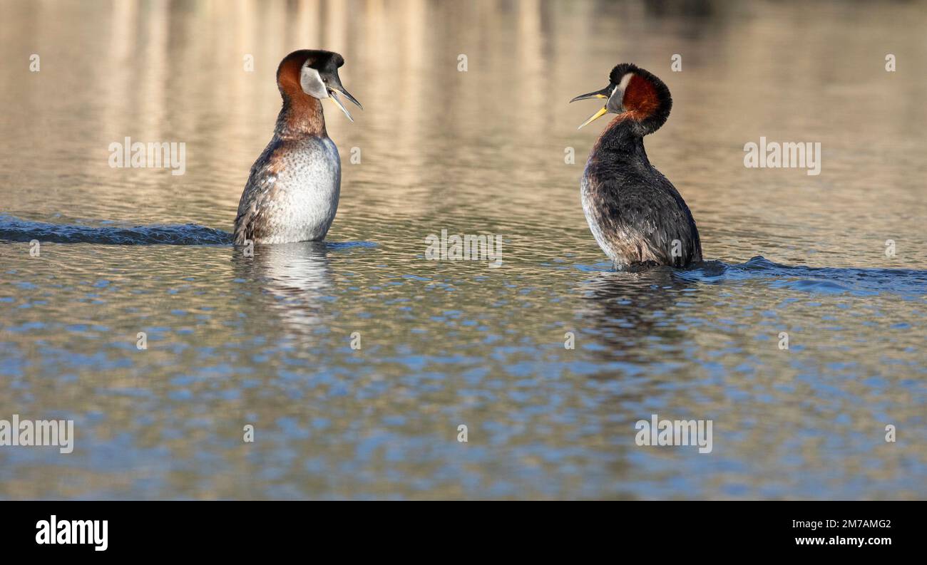 Red-necked grebes dancing on the water in a pair bonding ceremony, a ...