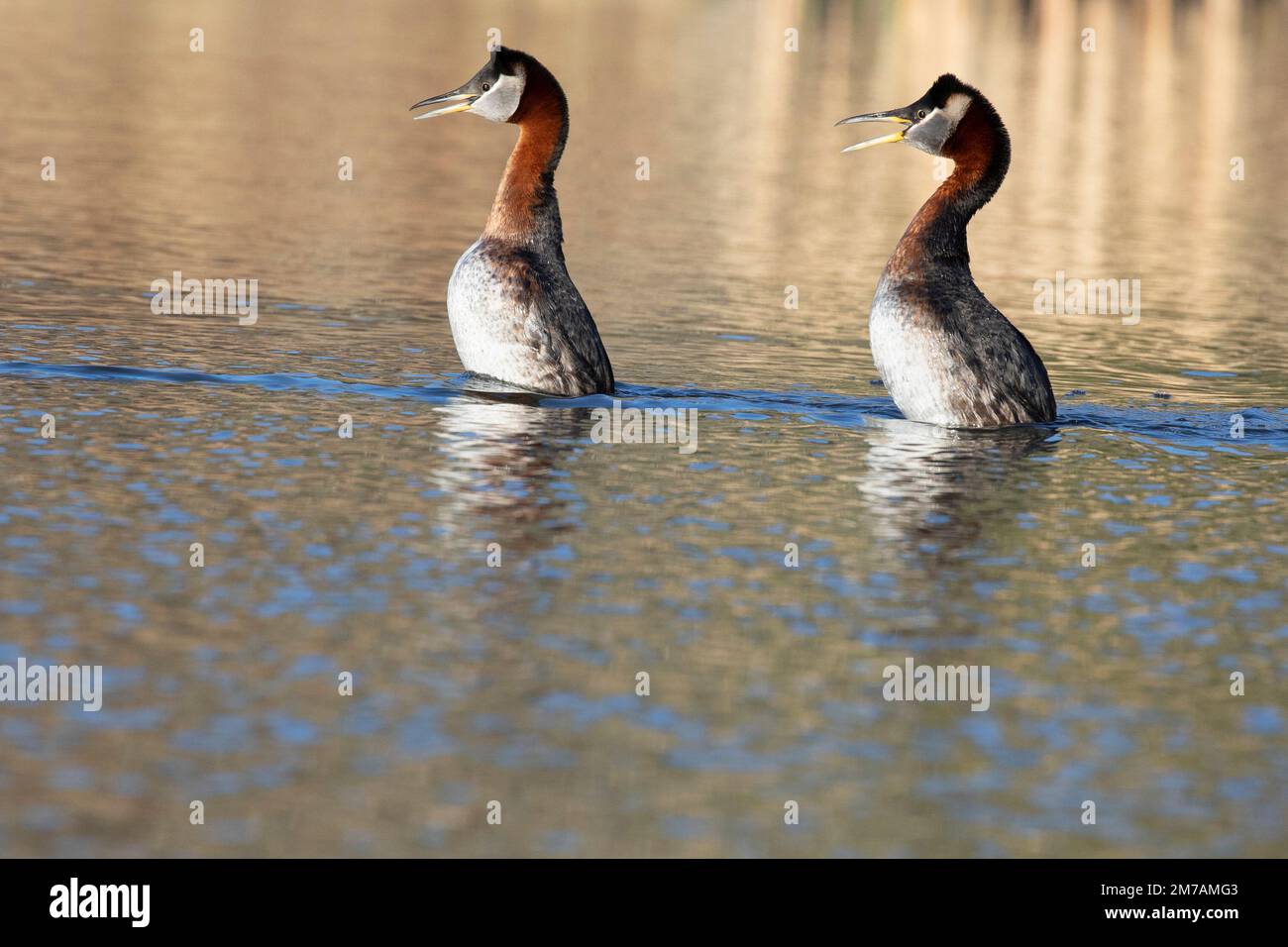 Red-necked grebes dancing in a pair bonding ceremony, a courtship ...