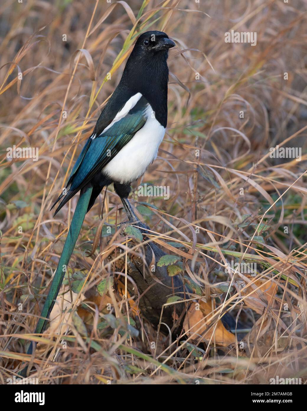Black-billed magpie showing iridescent feathers (Pica hudsonia Stock ...