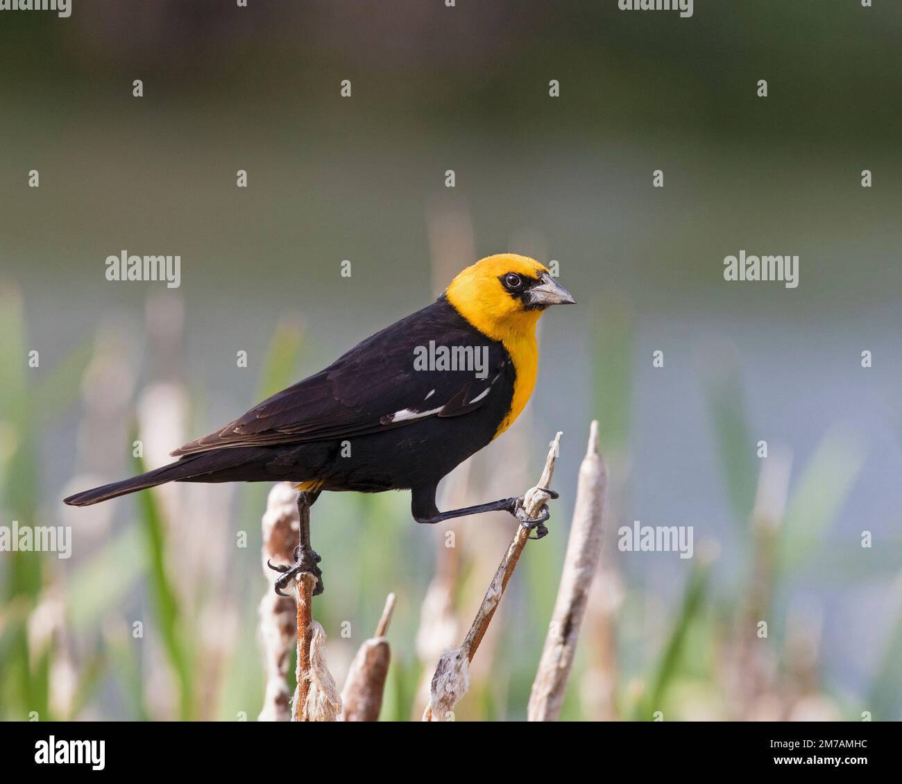 Yellow-headed blackbird male perched on cattail, Calgary, Alberta ...