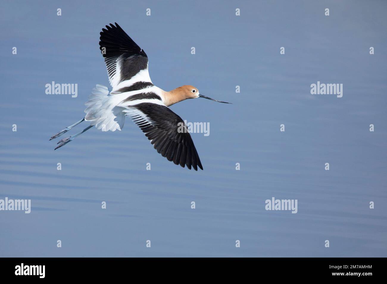 American Avocet bird flying over prairie slough in Frank Lake ...