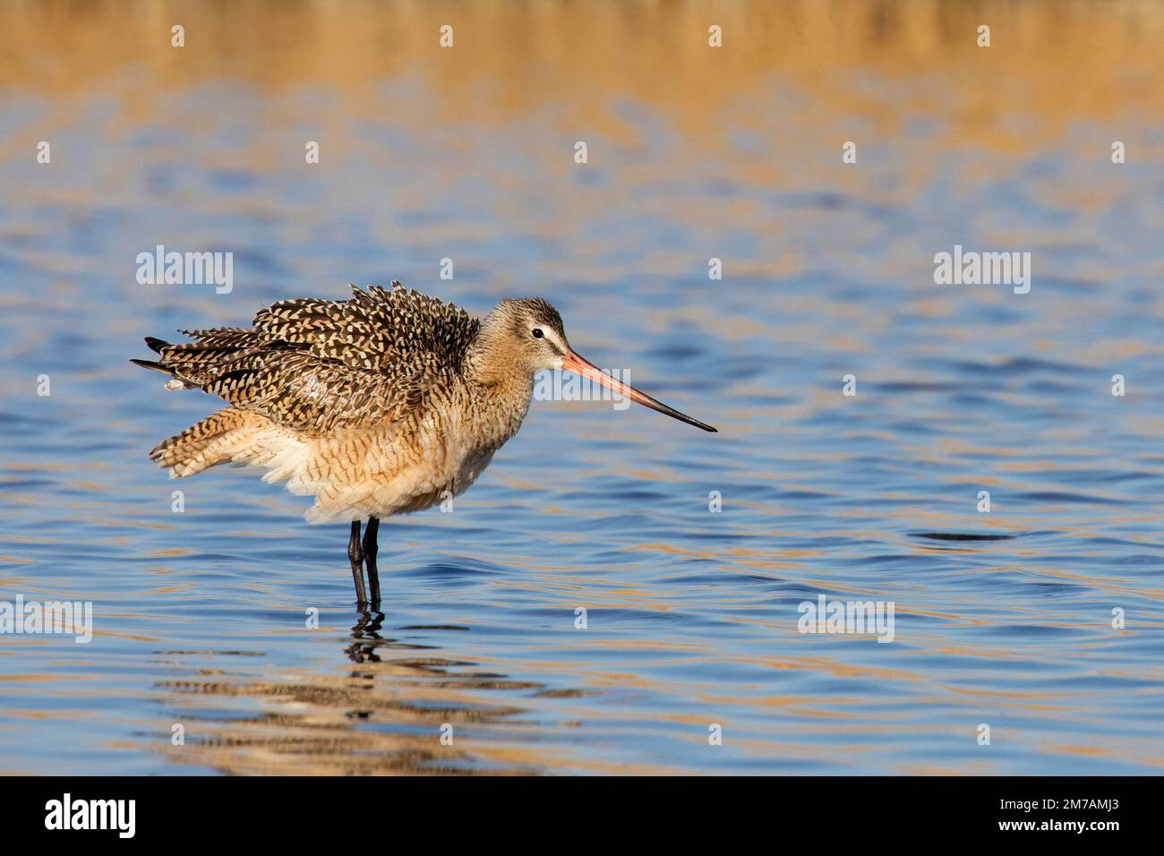 Marbled godwit bird fluffing feathers in a prairie wetland, Frank Lake ...