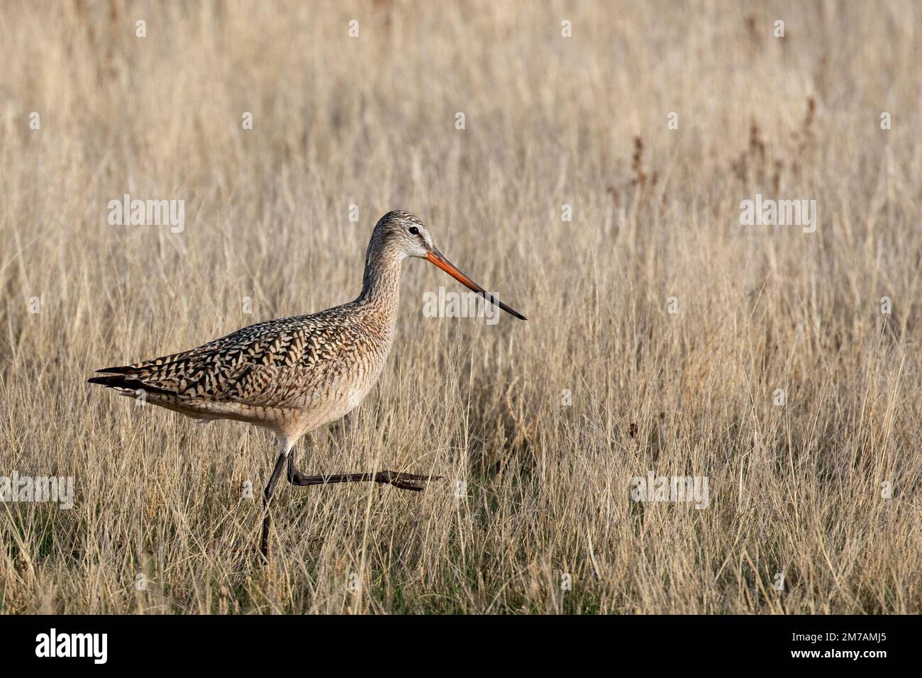 Marbled godwit walking through prairie grasses, Frank Lake Conservation ...