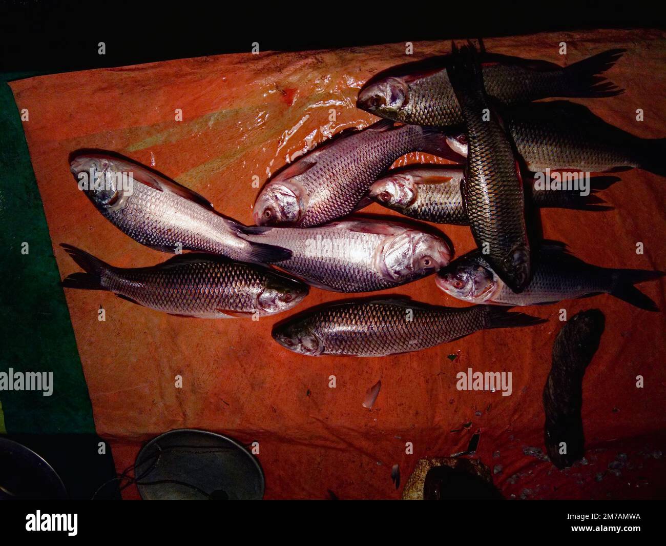 local rohu and katla fish for sale in market in west bengal india Stock ...