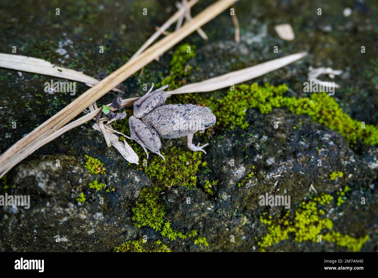 Gray frog toad on mossy rock with scattered bamboo leaves close up ...
