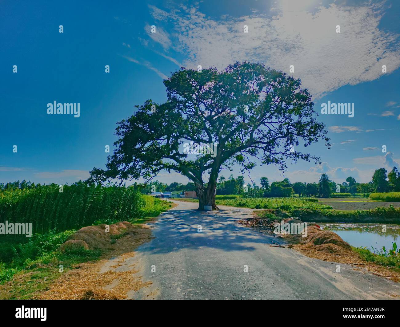 big tree giving shadow in day light Stock Photo - Alamy