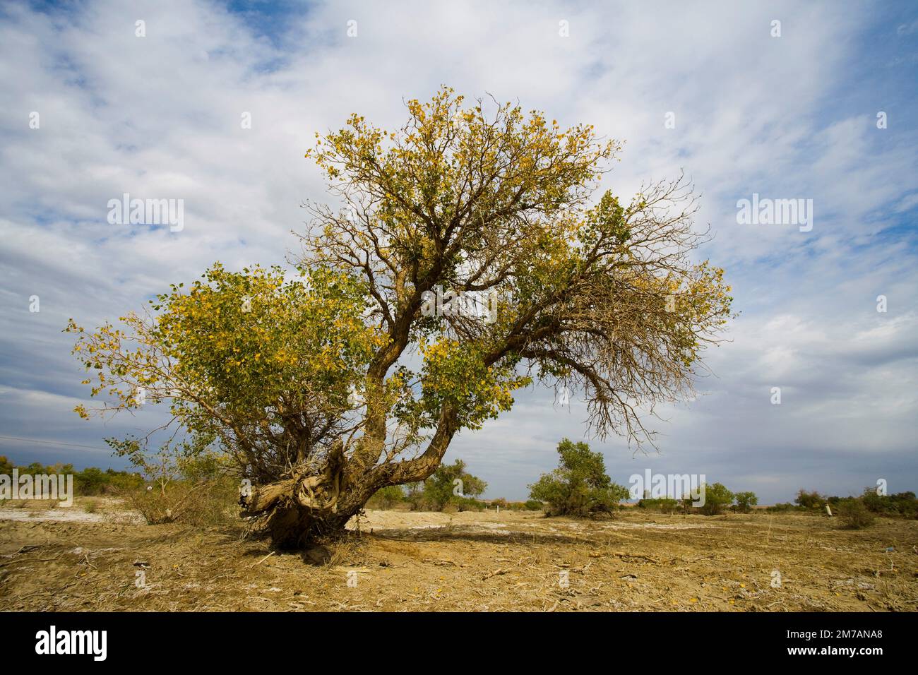 Karamay hi-res stock photography and images - Alamy