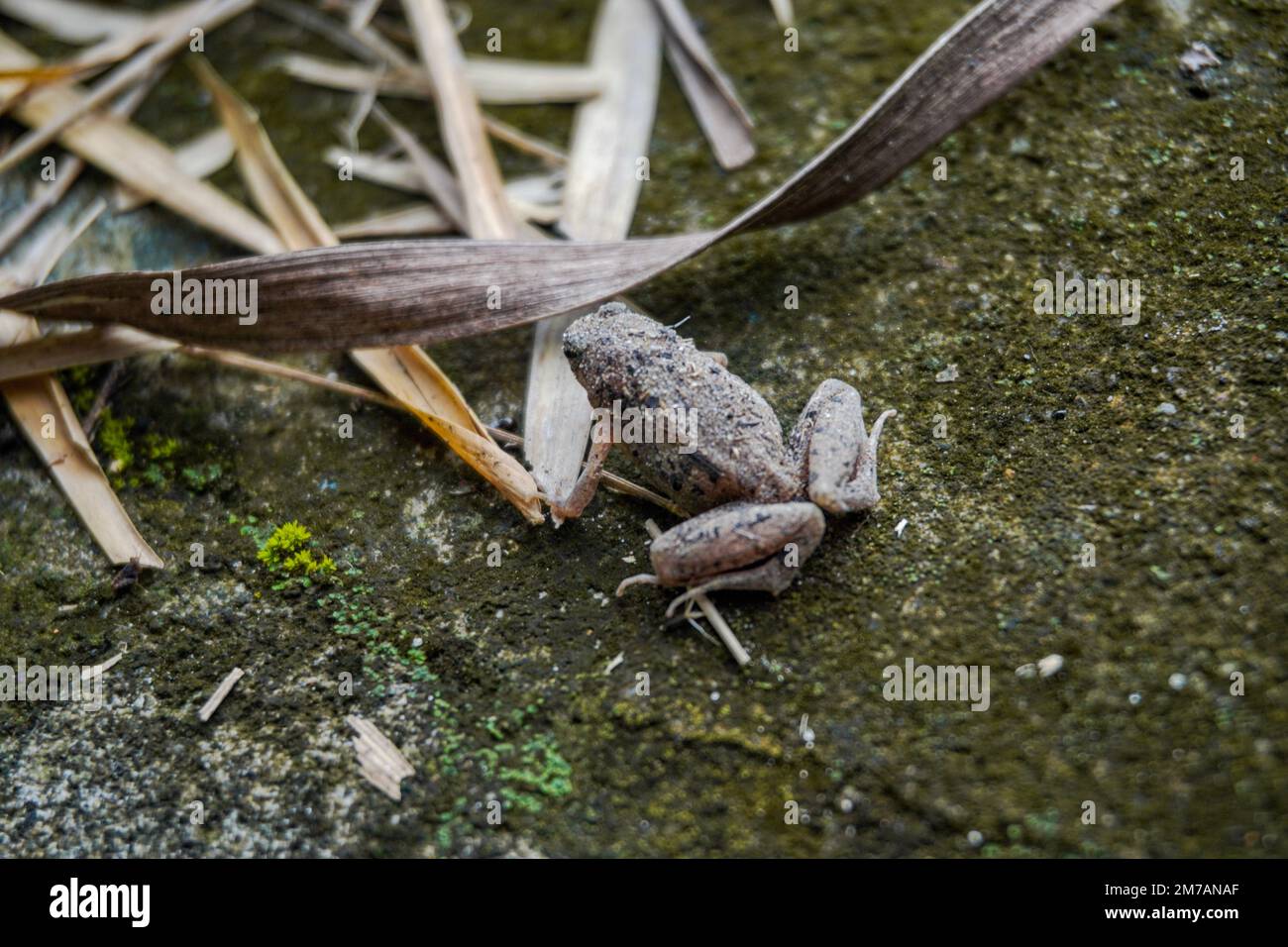 Gray frog toad on mossy rock with scattered bamboo leaves close up ...