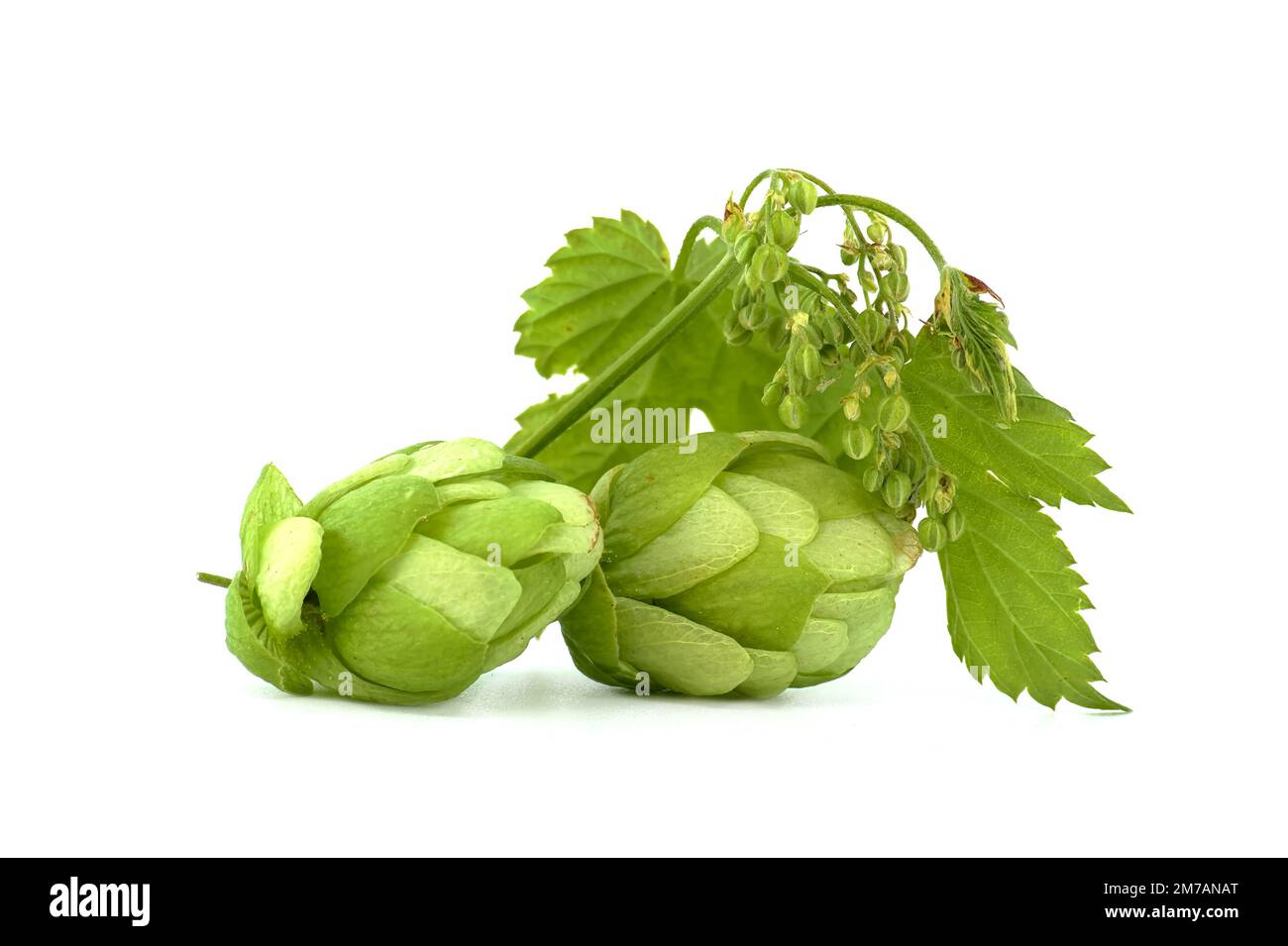 Hop cones and hop flowers on fresh green branch with leaf isolated on a ...