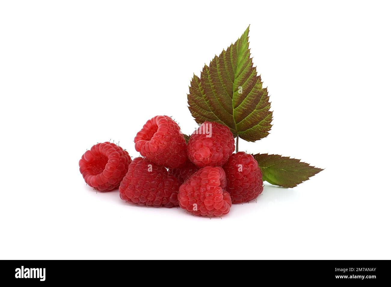 Bunch of ripe raspberry fruits with green leaves isolated on white ...