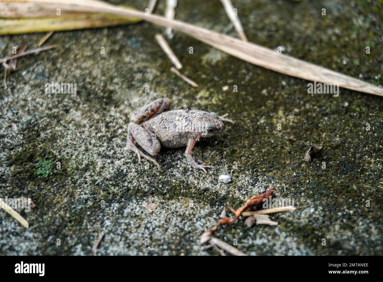 Gray frog toad on mossy rock with scattered bamboo leaves close up ...