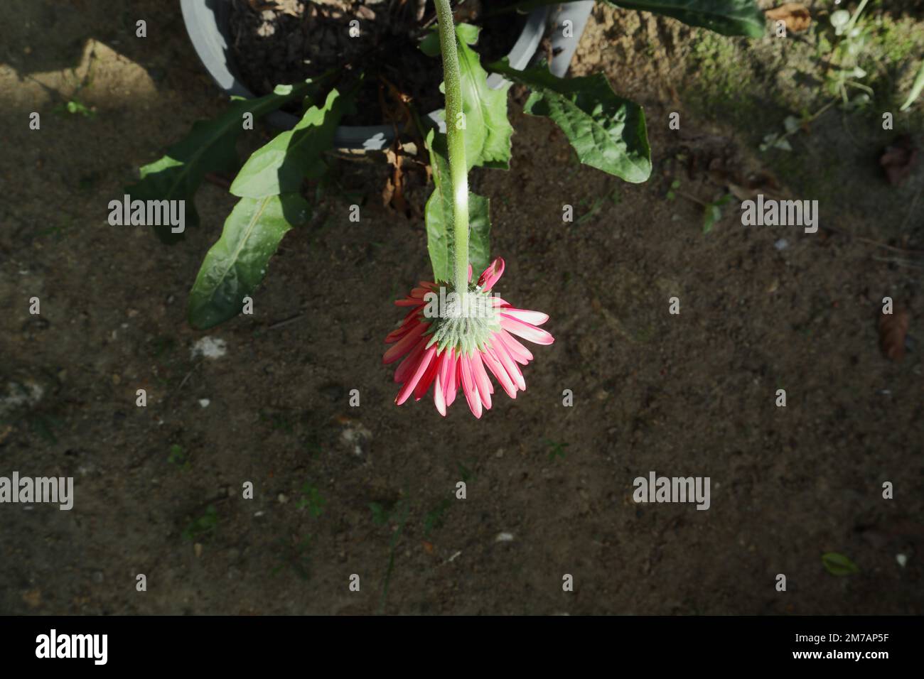 A withered pink Gerbera flower facing down because of long exposure to ...