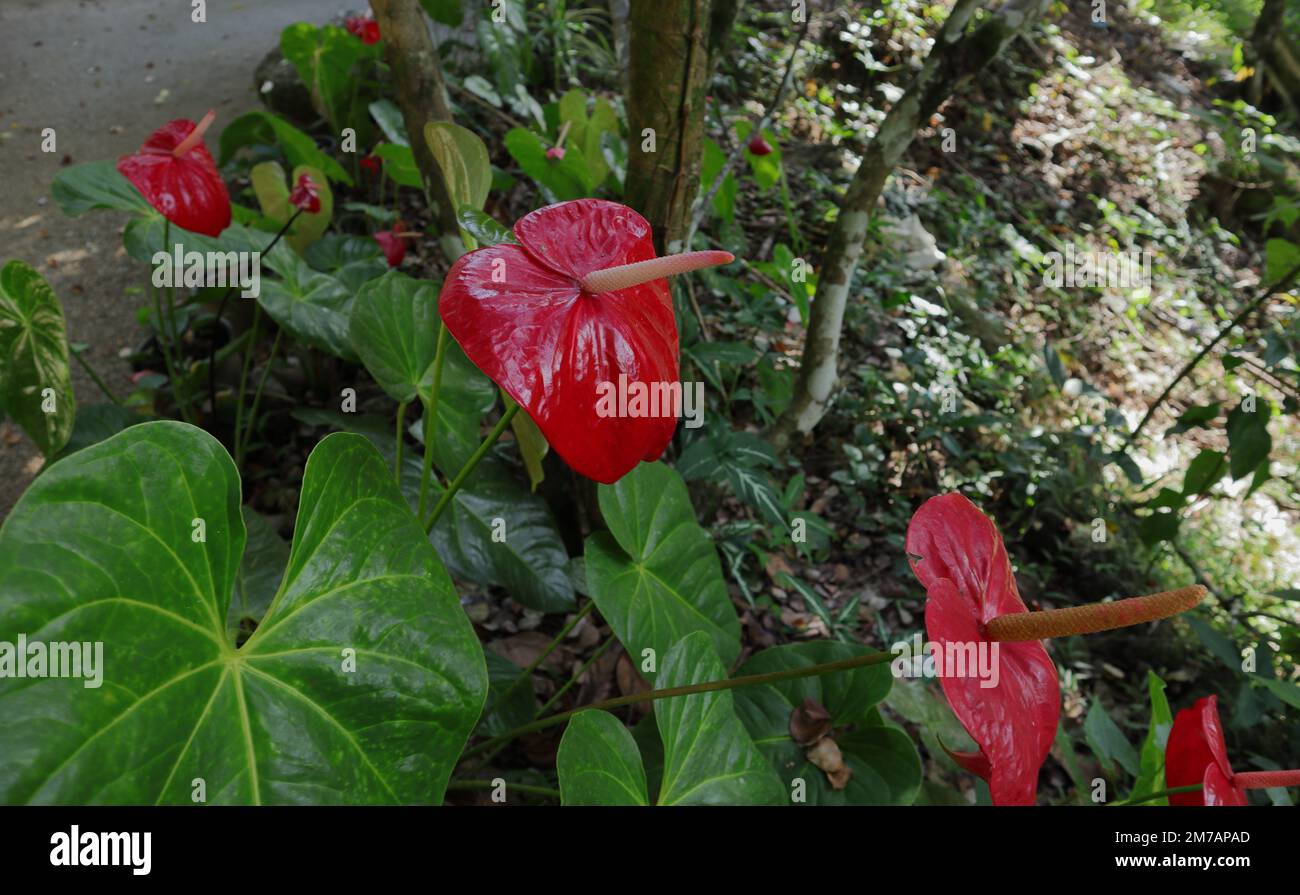 Side view of the red Anthurium flowers bloomed in the home garden Stock ...