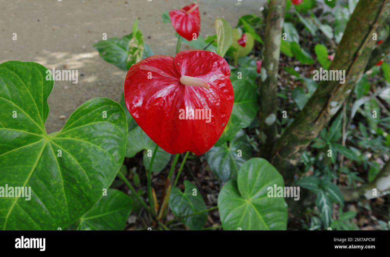 Spadix yellow flowering spike hi-res stock photography and images - Alamy