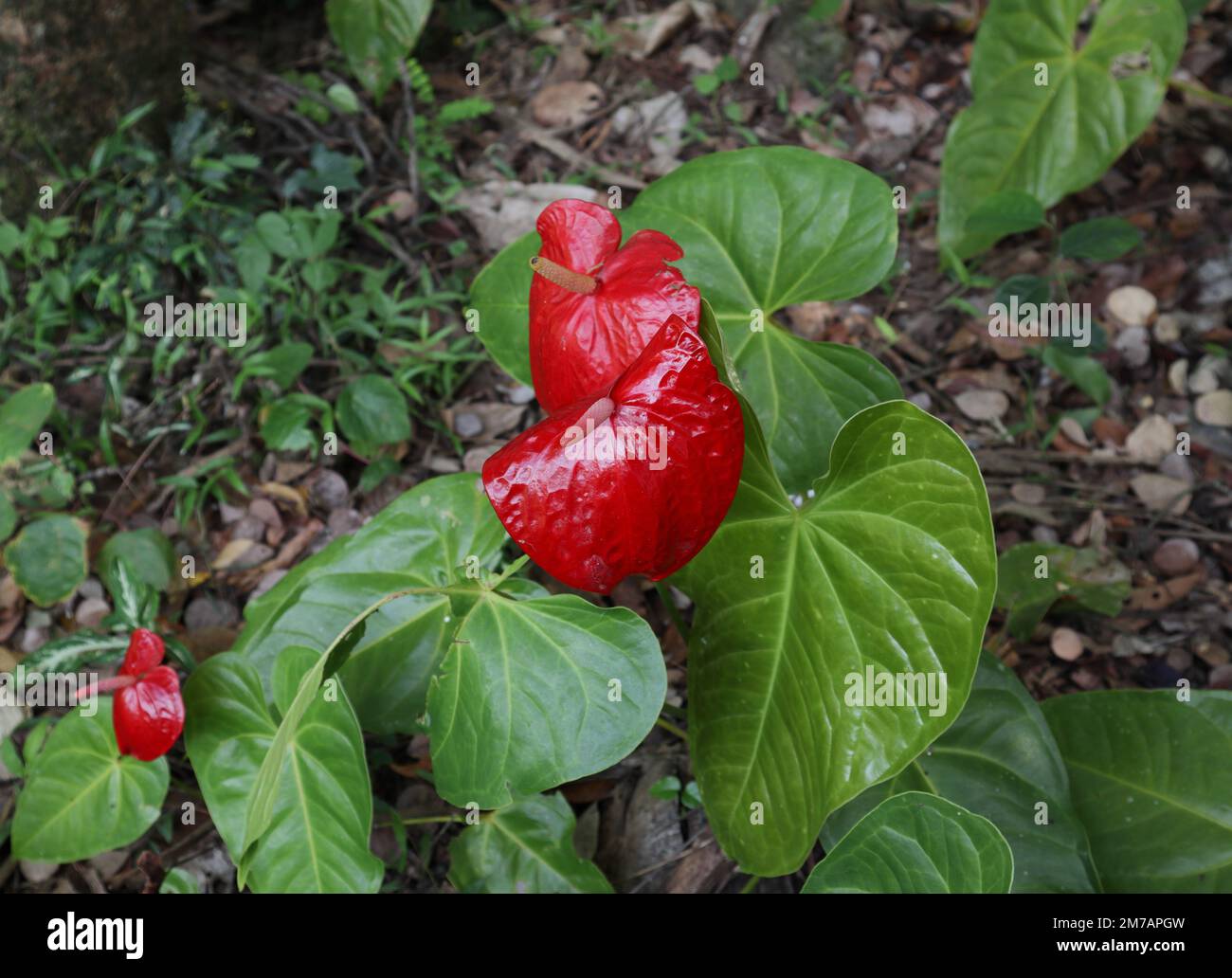 A dark red curved petal Anthurium flower blooming in the garden. This ...