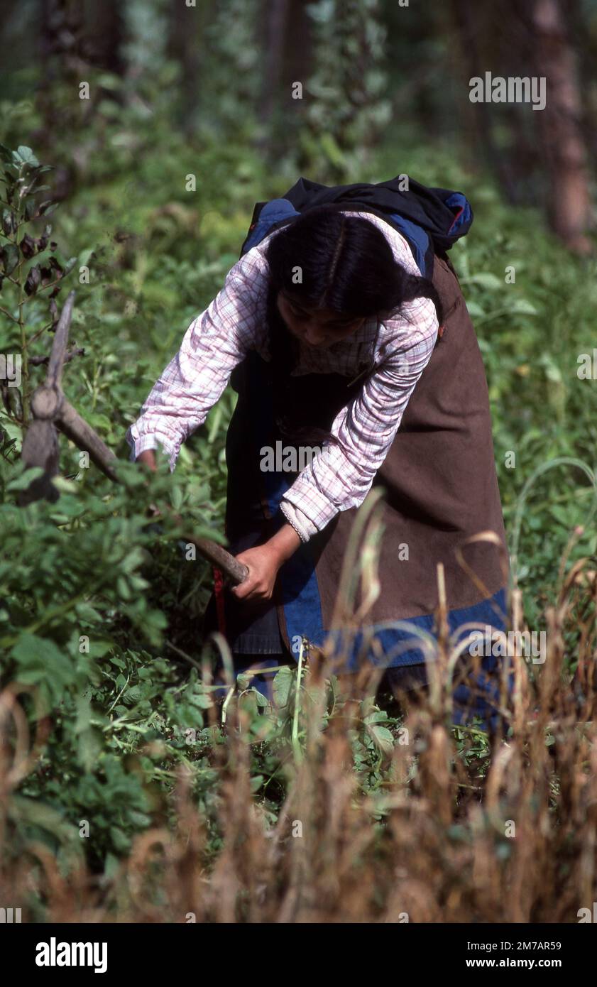 Chinese women workers hi-res stock photography and images - Alamy