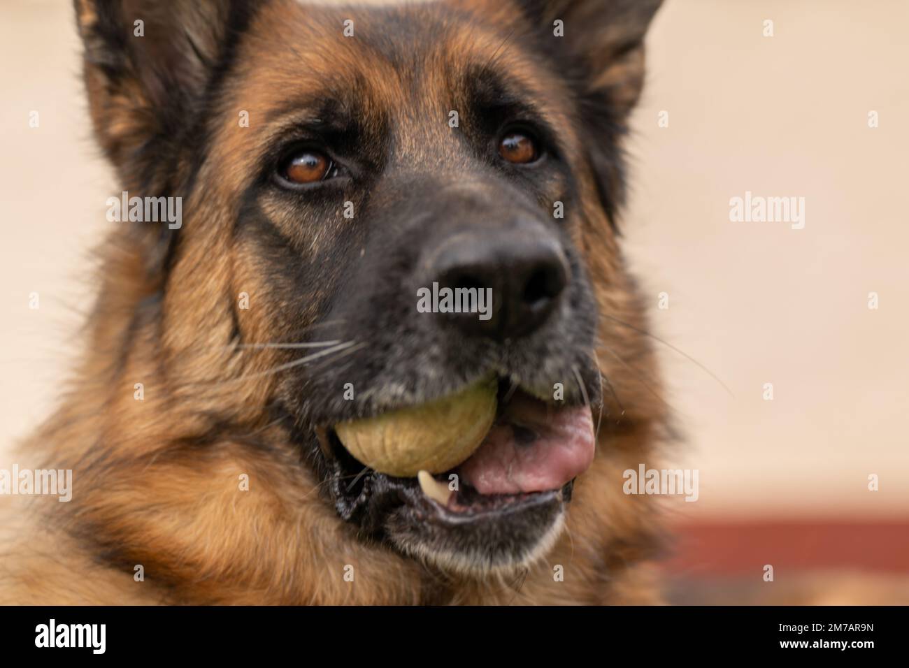 Funny domestic German Shepherd dog with yellow ball looking away while ...