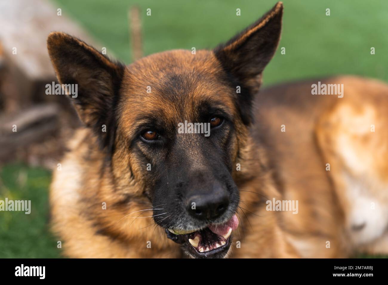 From above of cute domestic German Shepherd dog with ball in mouth ...
