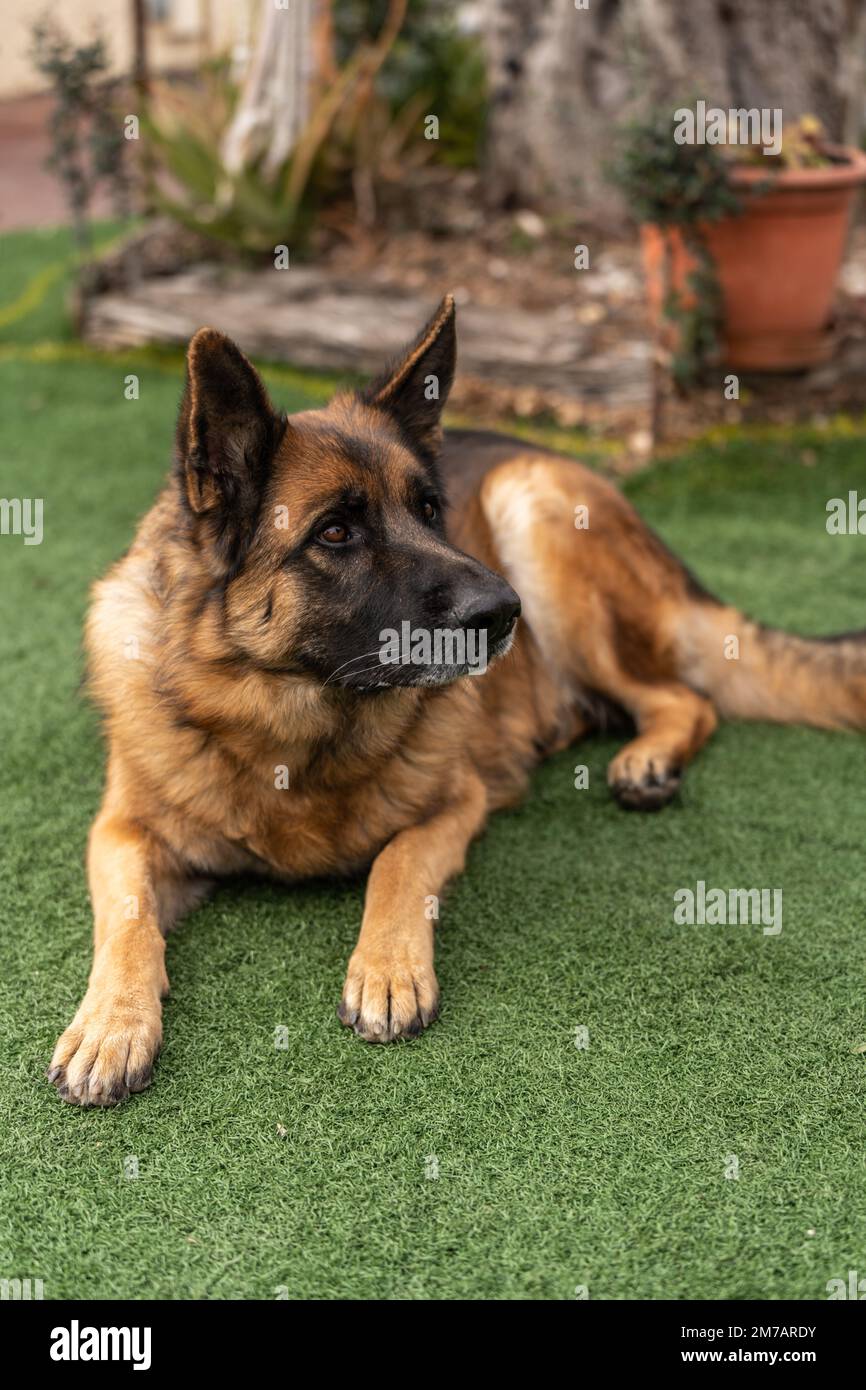 High angle of adorable German Shepherd dog lying on green lawn in yard ...