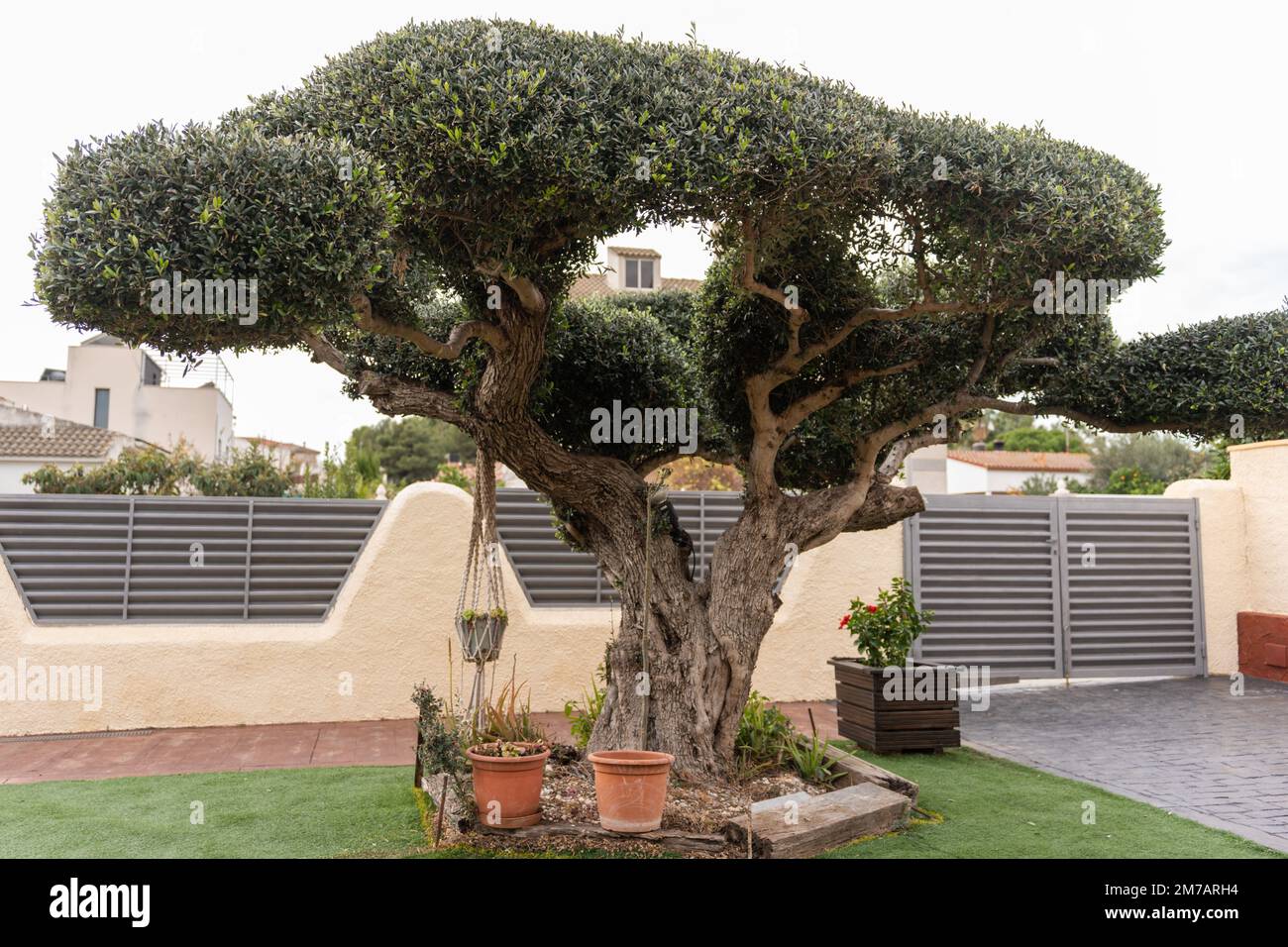 Acacia plant hi-res stock photography and images - Alamy