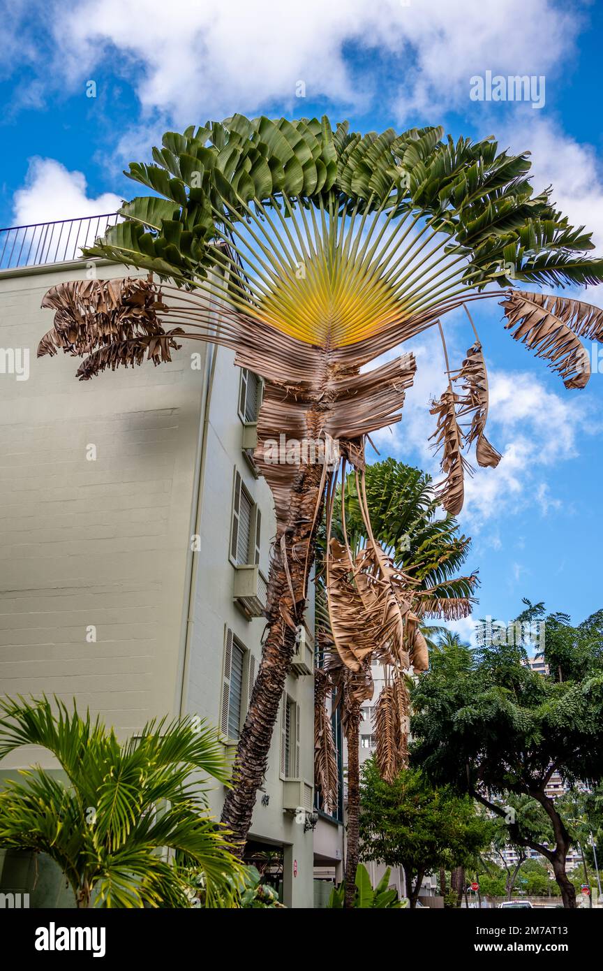 Palm trees in beautiful Honolulu, Hawaii Stock Photo - Alamy