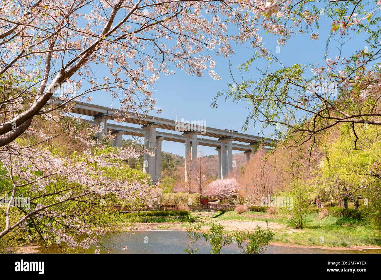 Spring cherry blossoms garden. Gijang Yongso Well-Being Park in Busan ...