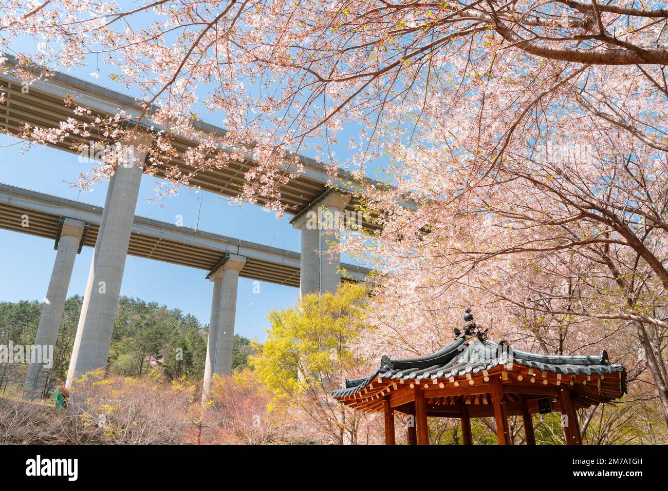 Cherry blossoms and traditional pavilion. Spring of Gijang Yongso Well ...