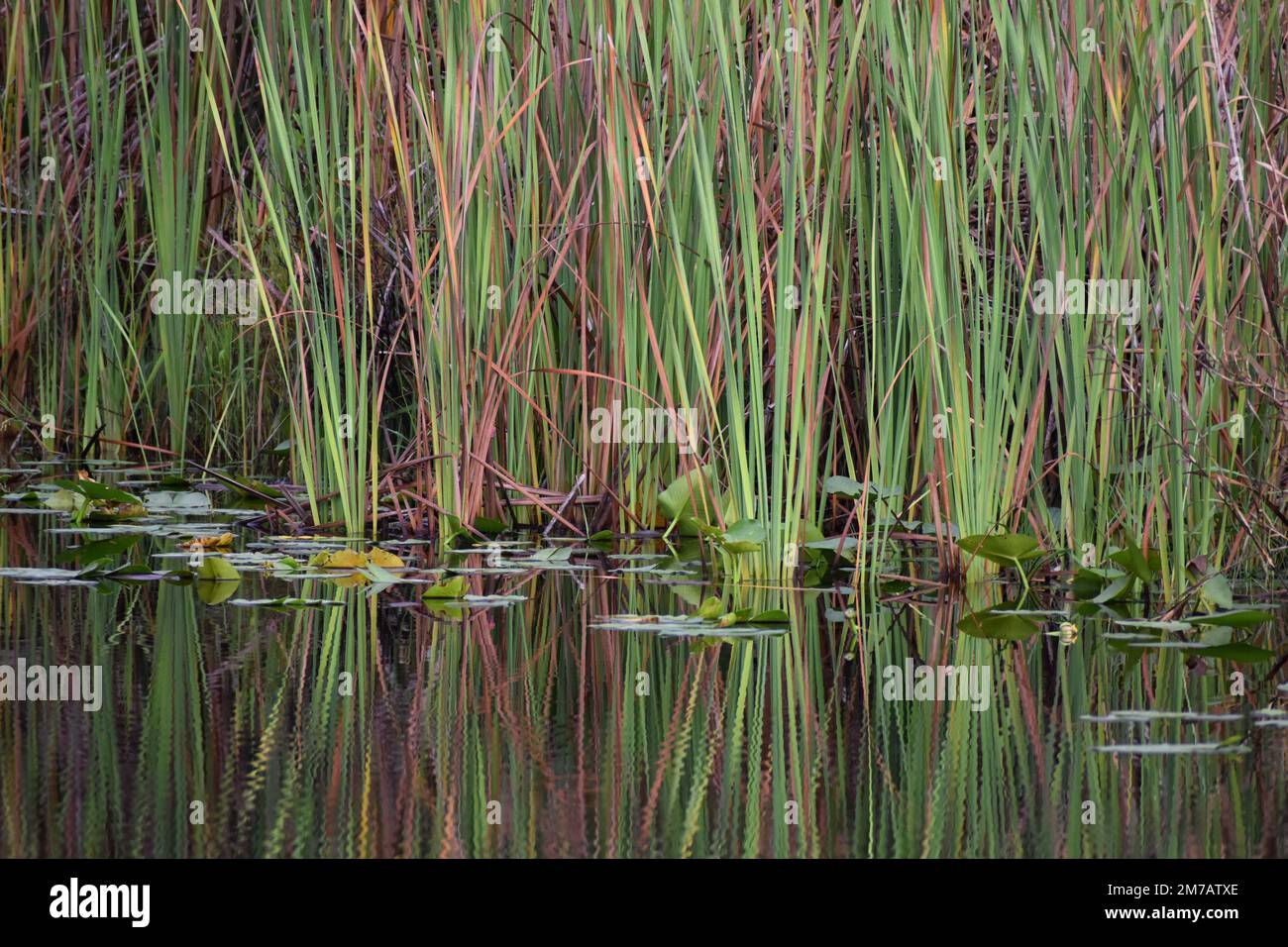 Swamp new orleans hi-res stock photography and images - Alamy