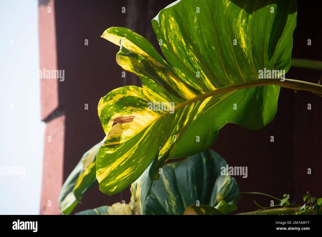 Thick green leaf hi-res stock photography and images - Alamy