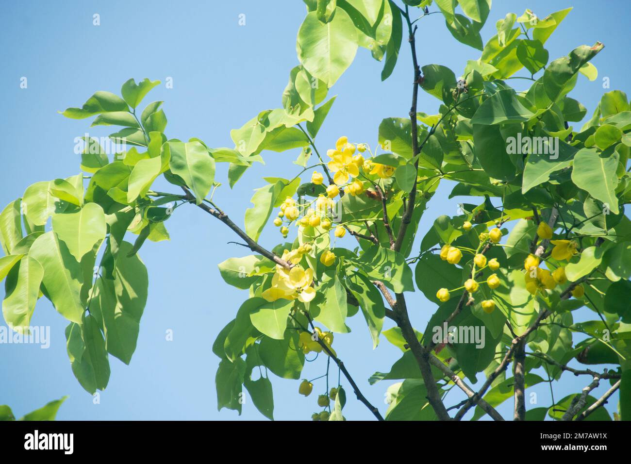 Kanikonna flowers hi-res stock photography and images - Alamy