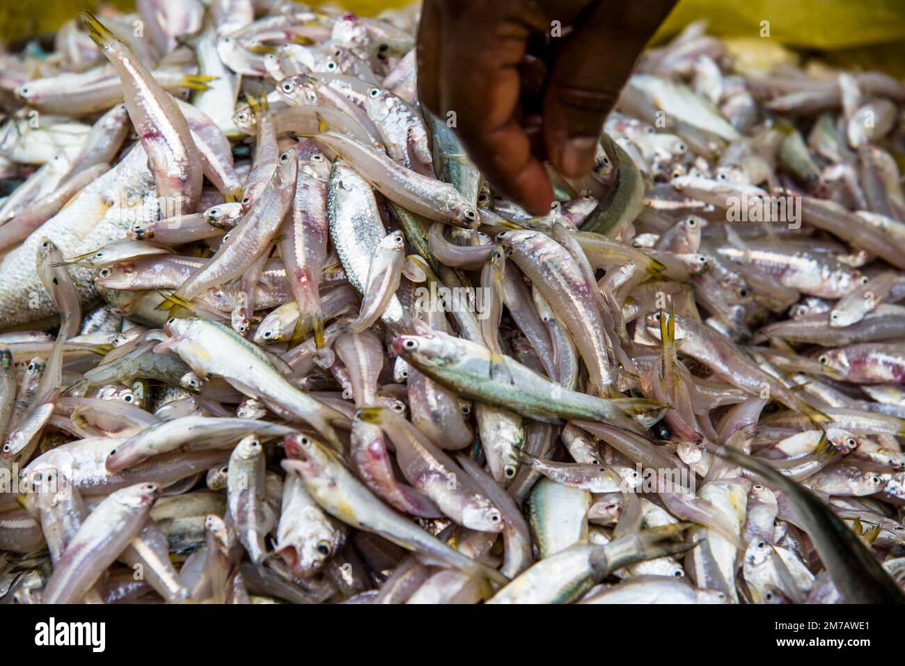 Fish Market at Cox's BazarBangladesh Stock Photo - Alamy