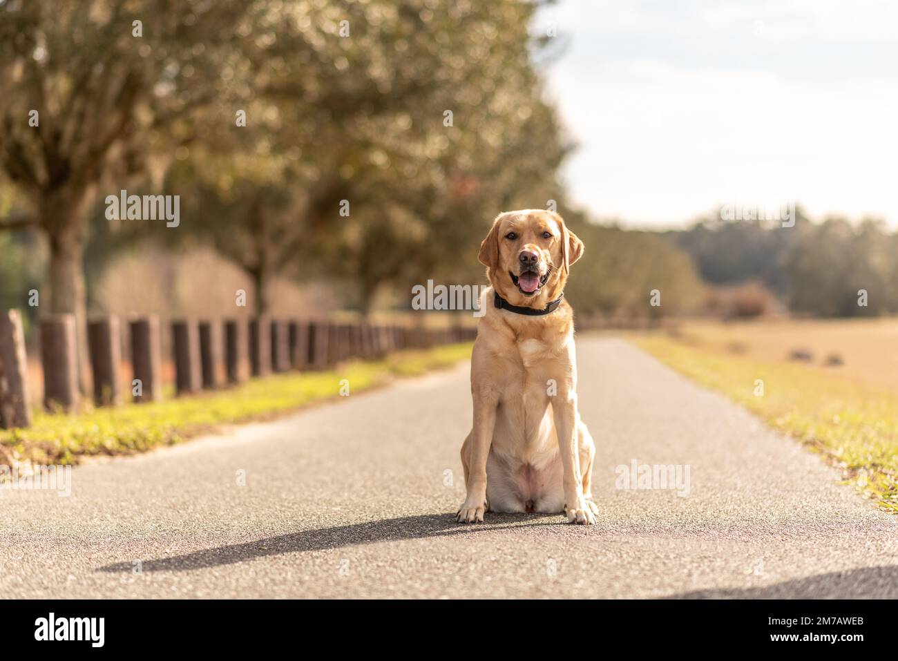 Yellow Labrador retriever in a field. Purebred lab enjoying the park ...