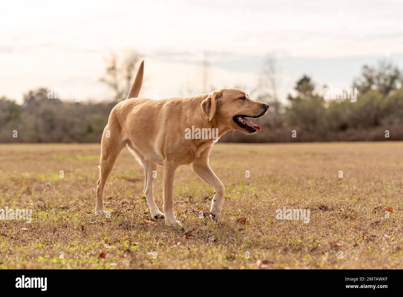 Labrador retriever photos hi-res stock photography and images - Alamy
