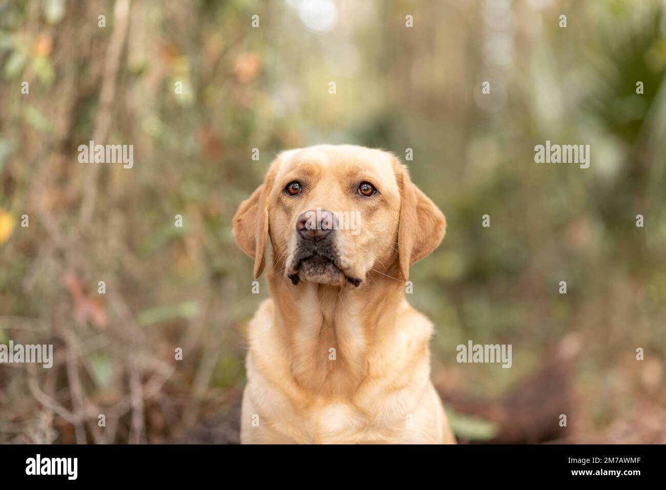 Labrador retriever photos hi-res stock photography and images - Alamy